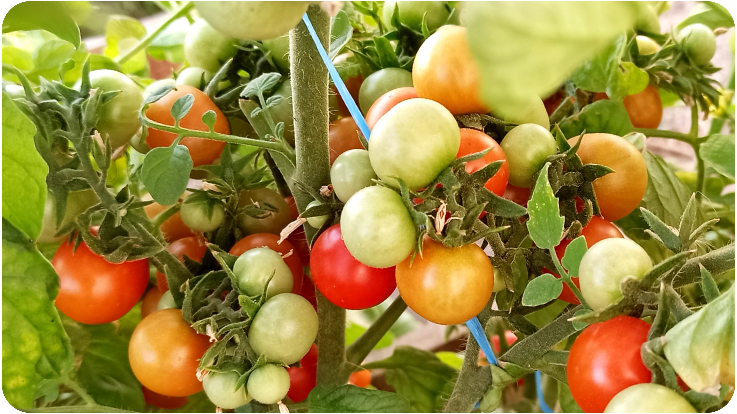 Хорошие сорта томатов черри. Карликовый сорт Клюква в сахаре, Кнопка и Пуговка. Томаты для балкона.