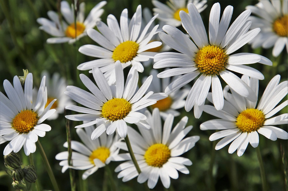 Ромашковое поле детства. Автор текста Ирина Емец.  Стихи о жизни.