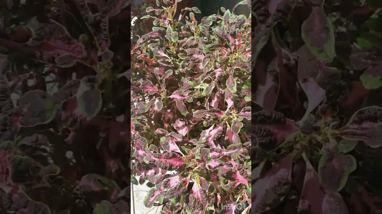 Колеусы. Жаль зимой замерзнут...