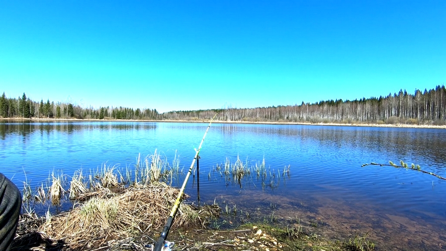 Ловлю плотву на лесном пруду.