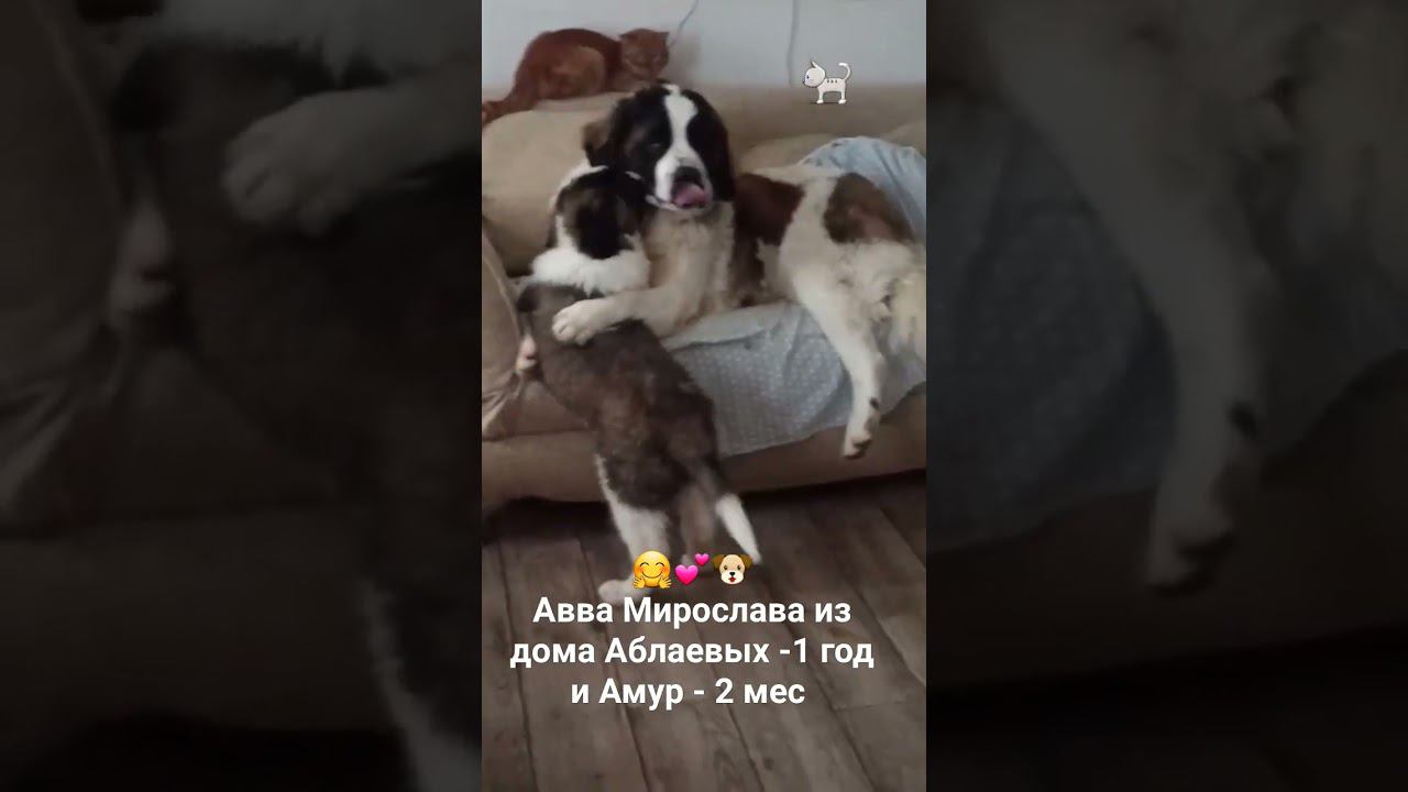 Московские сторожевые