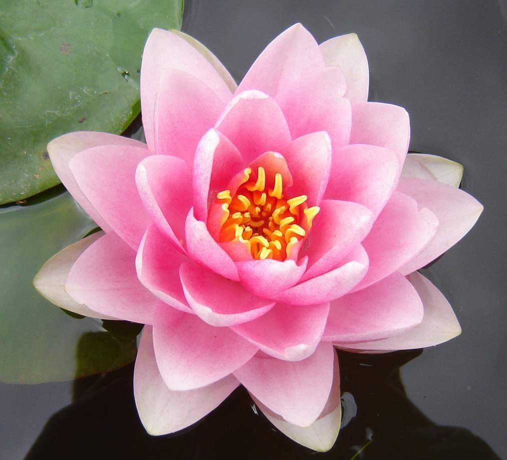 Светло-розовый лотос - руководство по выращиванию