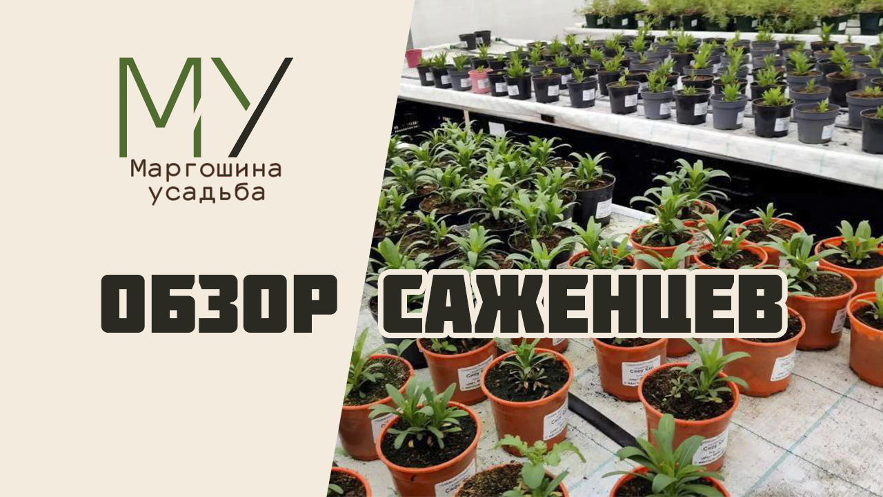 Садовый центр Бояркино. Обзор саженцев