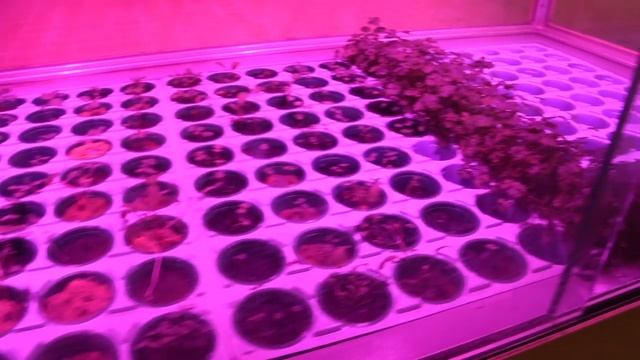 Перспективные Агротехнологии свежая зелень в каждый дом.mp4