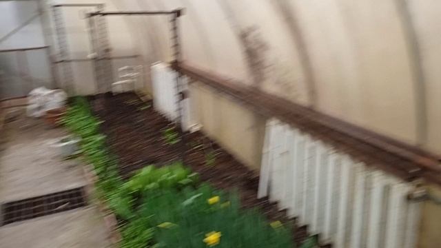 Теплица в феврале. Цветы зацвели. Обзор теплицы без отопления и открытый грунт.