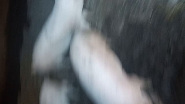 свини как бизнес идея создания бизнеса