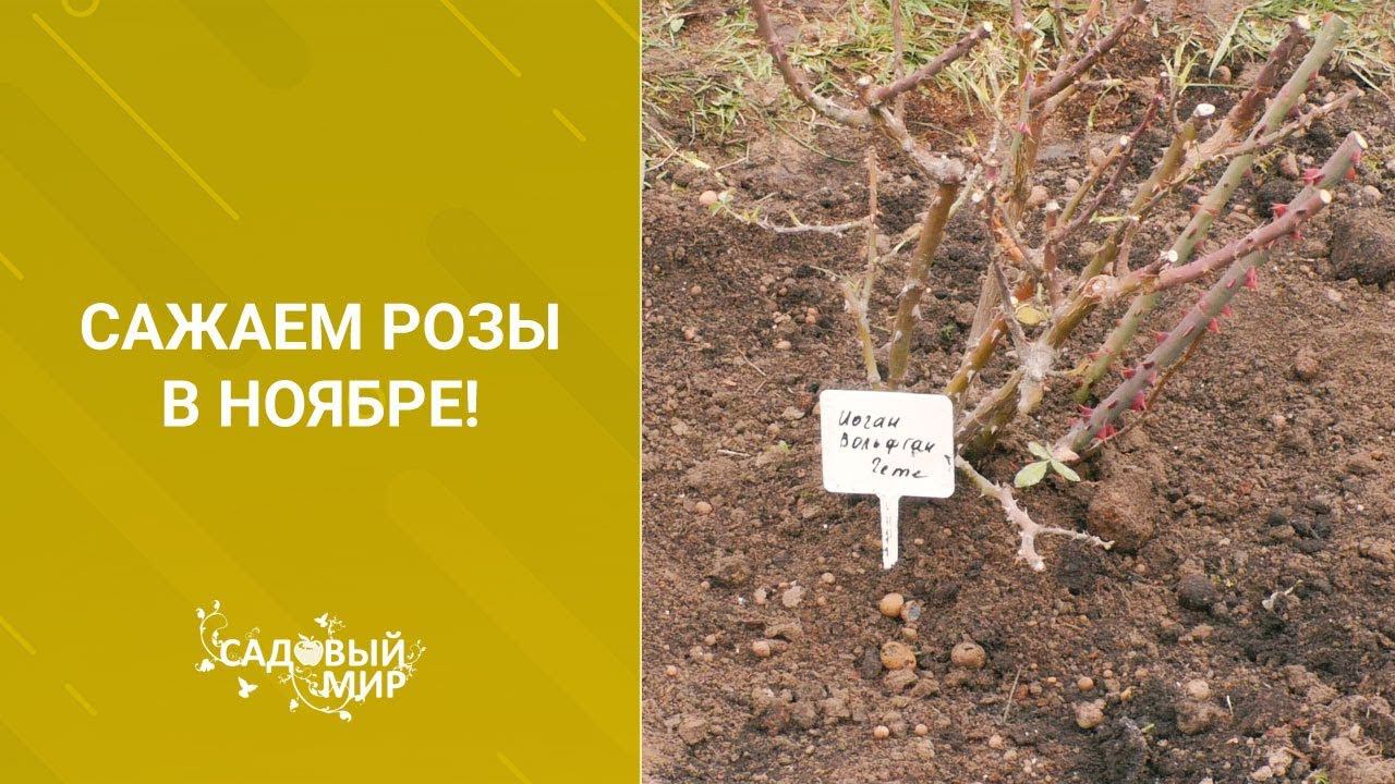 Сажаем розы в ноябре!