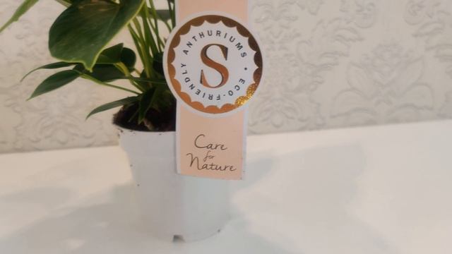 Цветы Вместе - Антурим Пинк Чемпион Anthurium Pink Champion  9/30