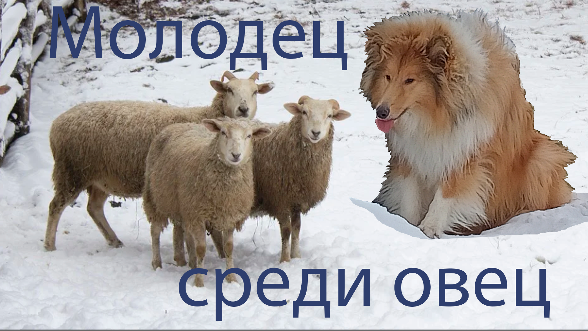 Молодец среди овец! Или как мы на пастушью тренировку съездили!