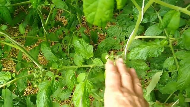 Как быстро остановить жирование томатов.