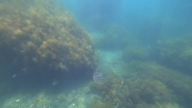 Подводная съёмка в Крыму на мысе Фиолент.