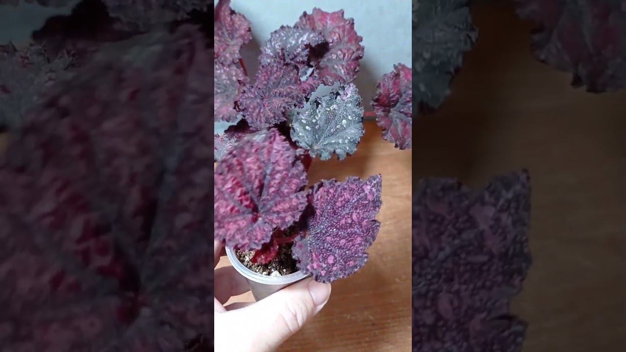 Сорта ДС --Малинка и ДС- Ягода малина. #обзорцветов #plants #продажапочтой #цветы