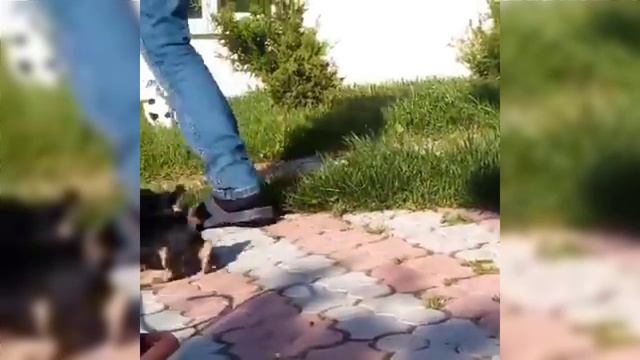 Приколы с домашними питомцами