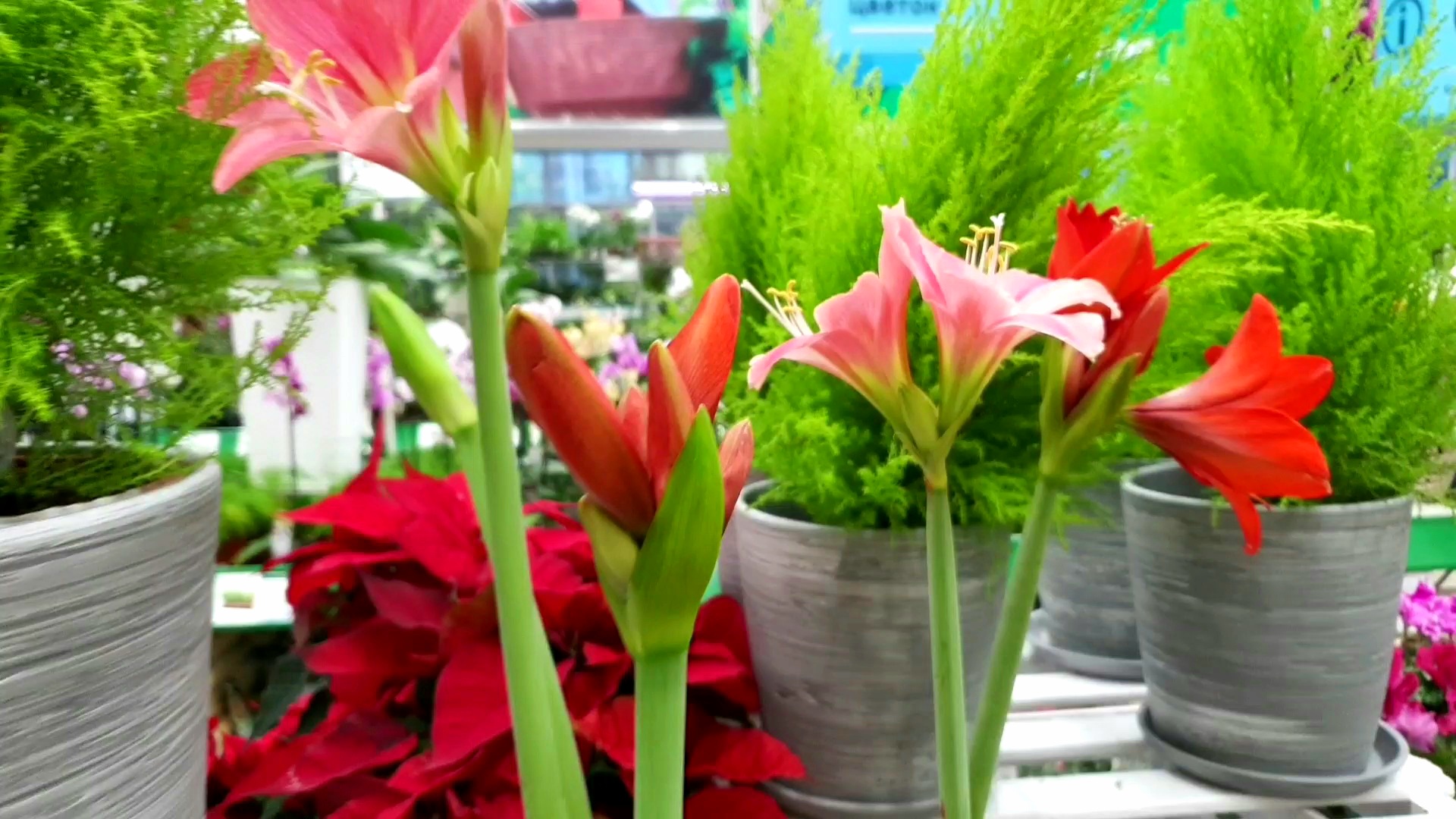 ?БАУЦЕНТР??Цветочная Прогулка?Новое Поступление Цветов☃️