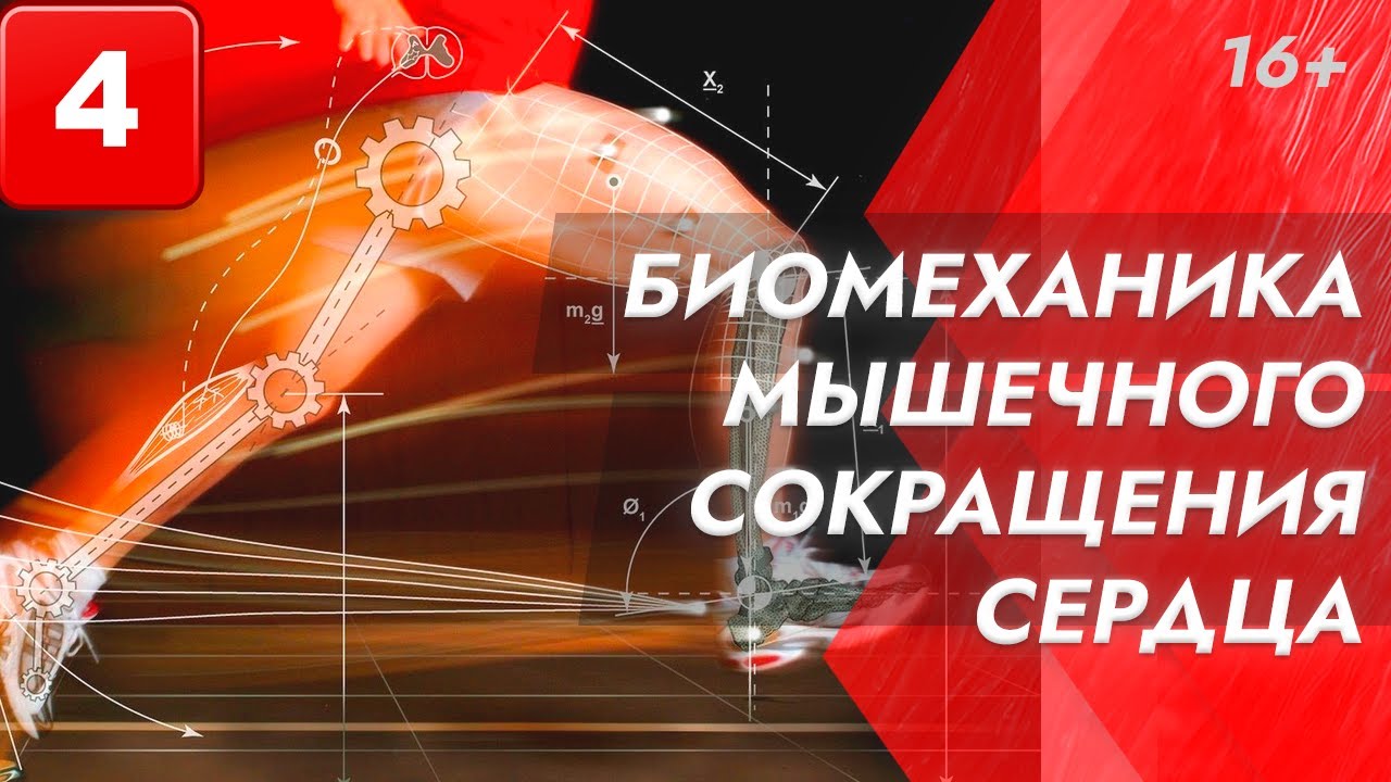 Выпуск 4. Профессор Ардашев А.В. - просто о сложном: Как сокращается и работает сердце?