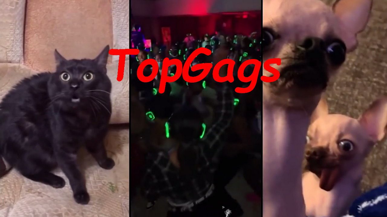 Оркестр животных, Смешные Коты и Собаки, Тихая Дискотека, Супер Финт и Другие Смешные Видео Приколы.