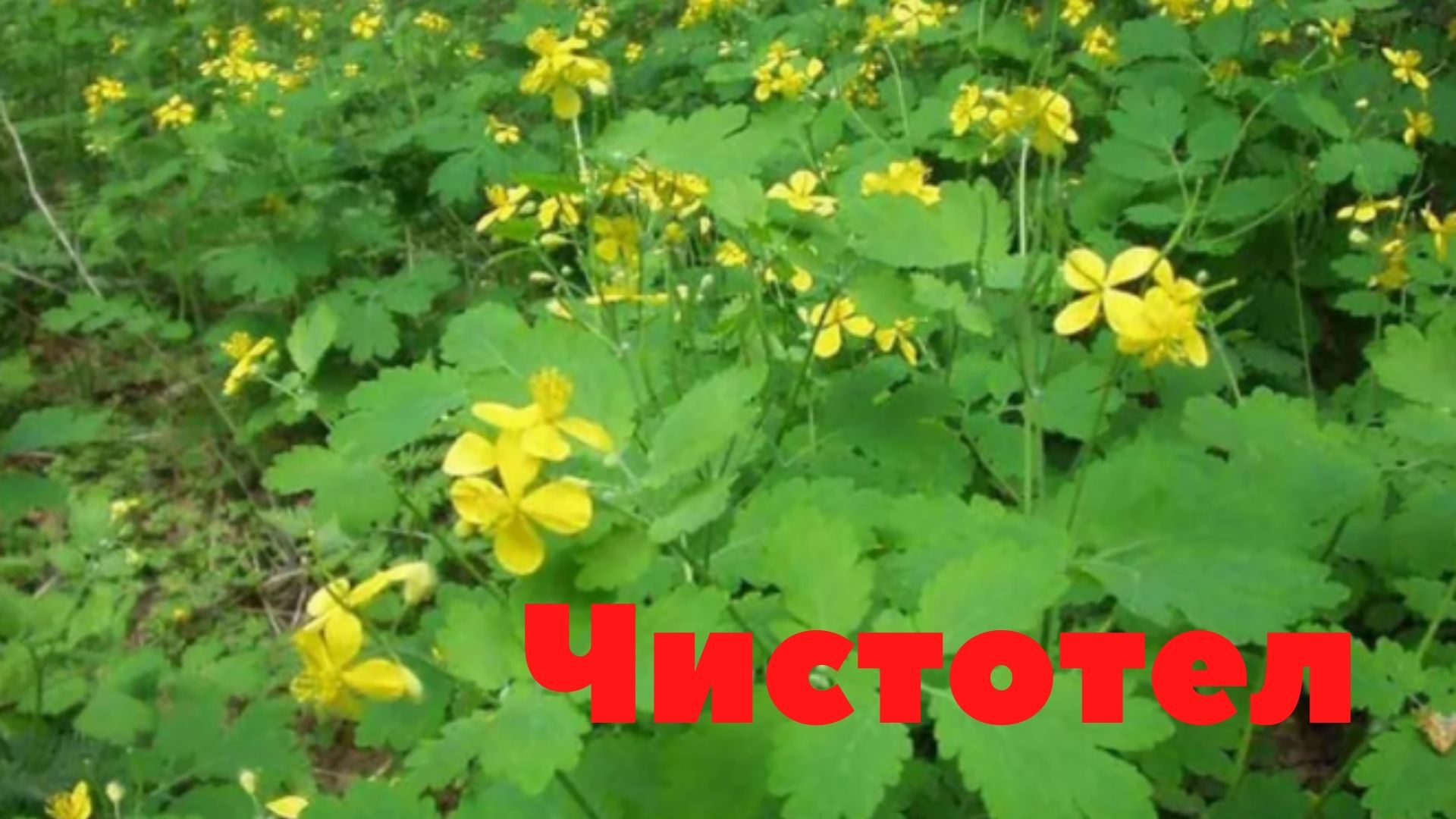 Чистотел. Уникальное растение, обладающее целебными свойствами.