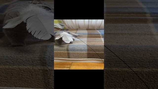 ✨ Изучаем новые игрушки [#4]