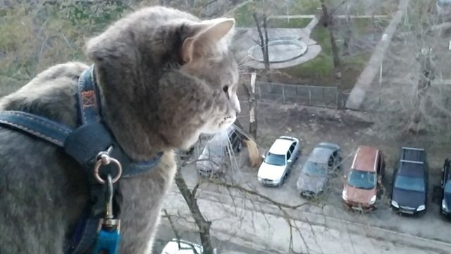 кОТ ГУЛЯЕТ НА УЛИЦЕ.