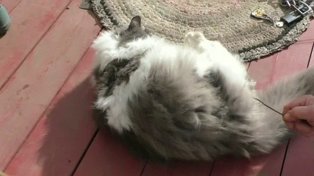 #СтихиПротивВируса Какой карантин?! Какие запреты?!