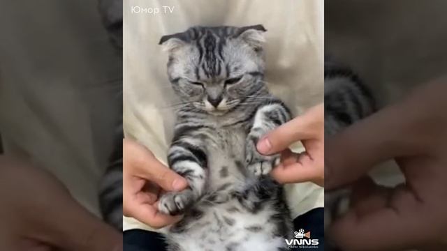 Диско кот (disco cat)