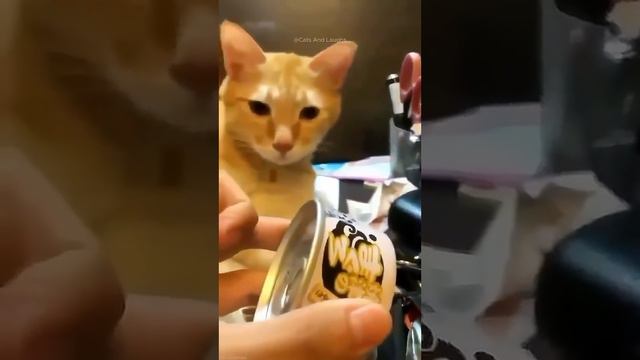 Смешные кошки😂 эпизод 371