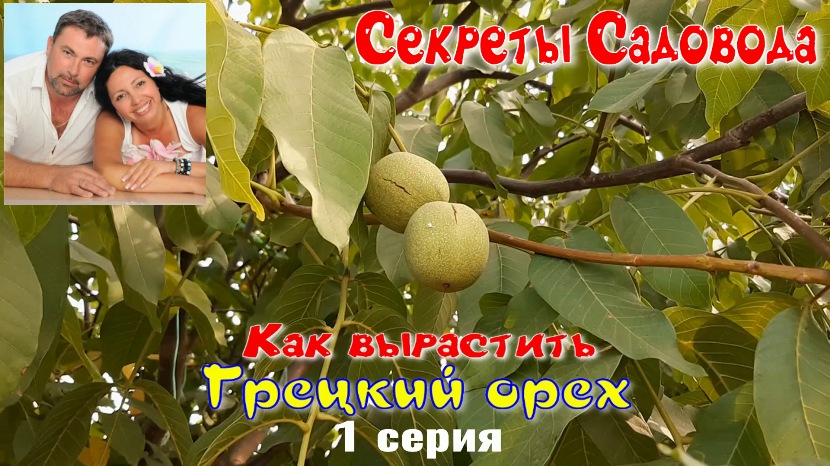 Грецкий Орех 1 Серия. Как Вырастить, как Размножить? Простой Способ Разведения. "Секреты Садовода"