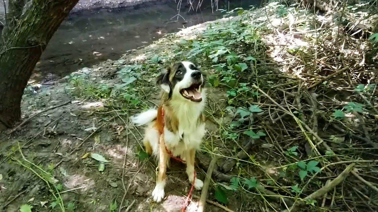 И снова Шуля рвётся к воде, и снова не пускают ) Гуляем 6.07.2021