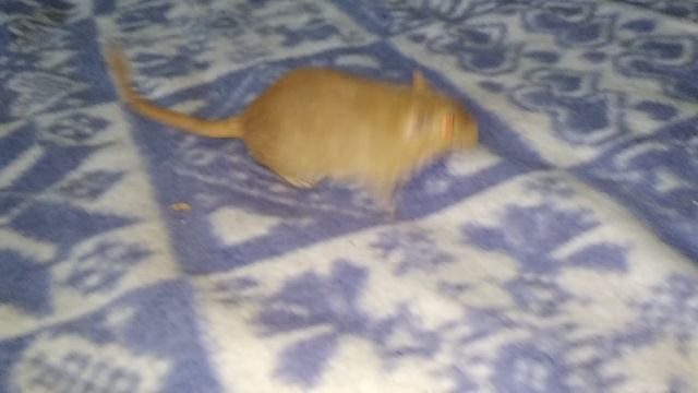 Алина, дочка Венерки и Игоря, гуляет и изучает новую территорию