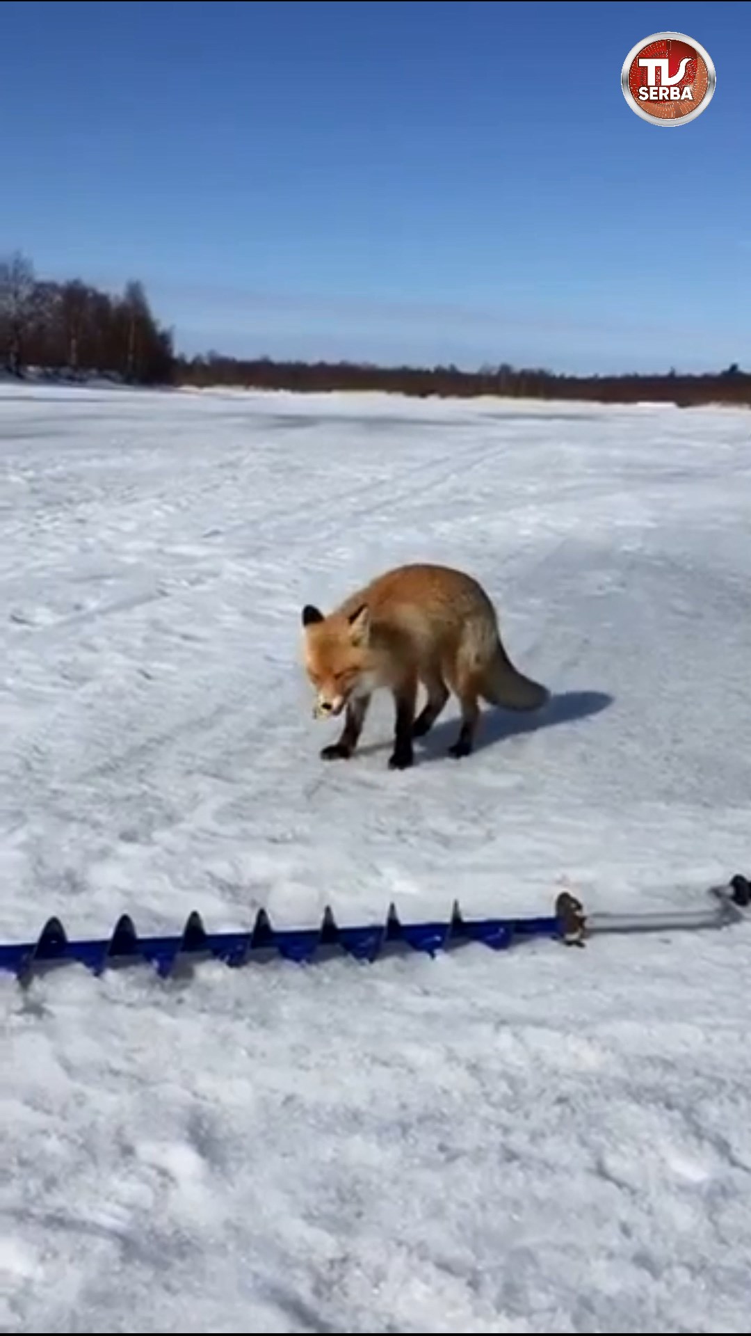 ЛИСА на ЗИМНЕЙ РЫБАЛКЕ ? ЛУЧШАЯ РЫБА это КОЛБАСА / СербаТВ ?