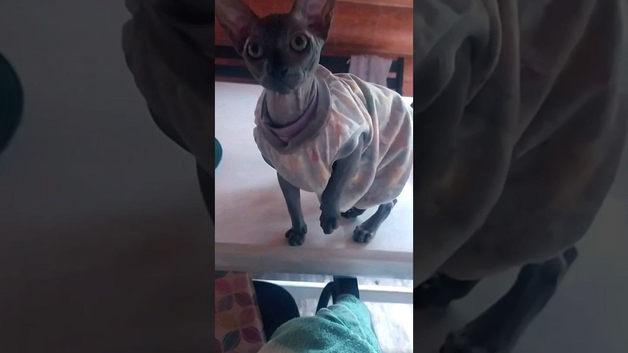 Маленькие котики