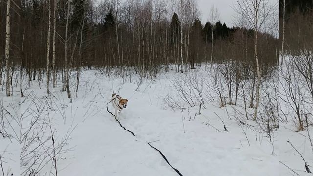 Собака-Гуляка Рошка )))