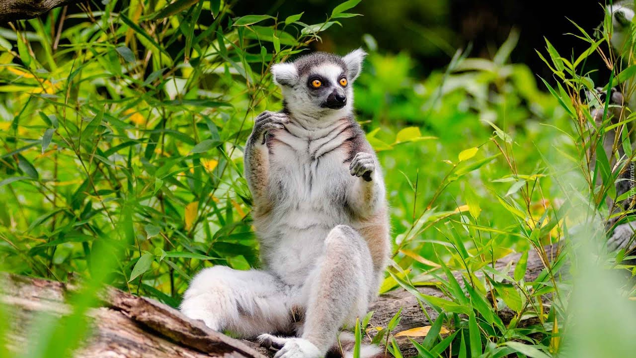 Забавные лемуры в Сафари парке Тайган.