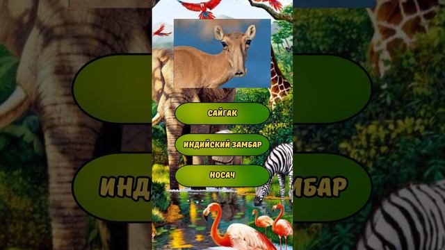 Короткая викторина "Угадай животное по фото" №4 / Тест на эрудицию