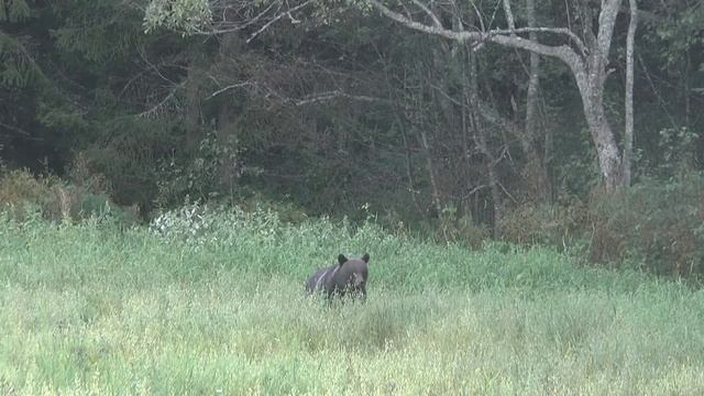 Медведь кормиться на полях. Часть № 7