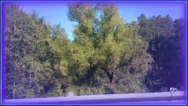 А мы едем,а мы едем за туманами, за туманом и за запахом тайги...