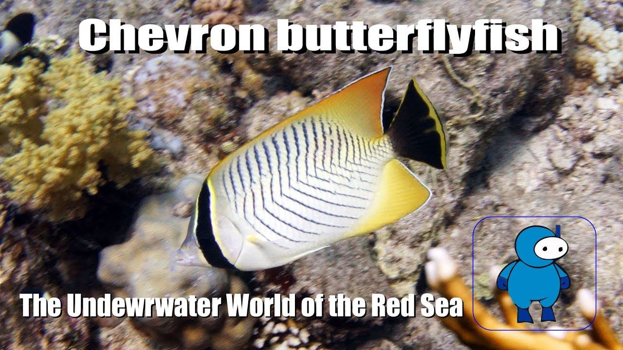 Шевронная рыба-бабочка. Подводный мир Красного моря. Chevron butterflyfish