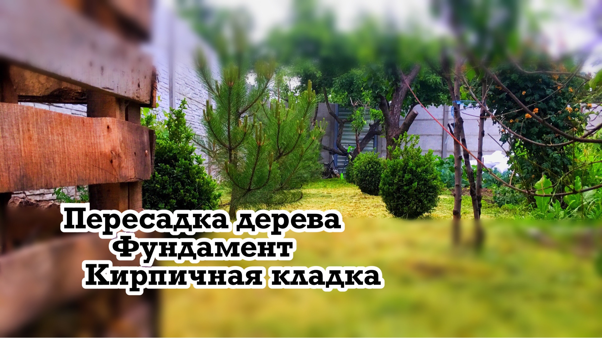 ПЕРЕСАДКА старого дерева | ФУНДАМЕНТ своими руками | начало КИРПИЧНОЙ кладки. Без слов.