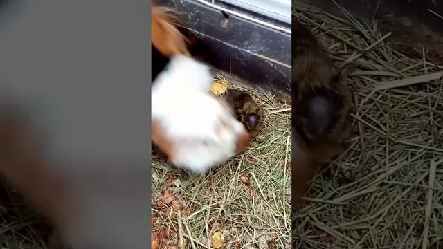 Морская свинка Красотка снова стала мамой. Суточные поросятки