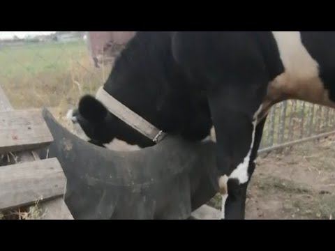 Обзор шестимесячного  Бычка. Когда у вас есть своя корова. тогда будут и телята.