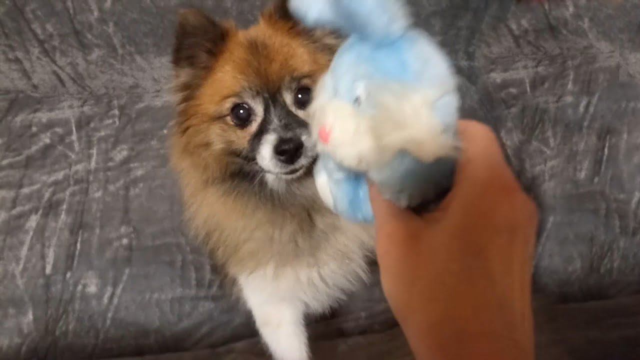 Зайчик. Шпиц Джоли и Ко.