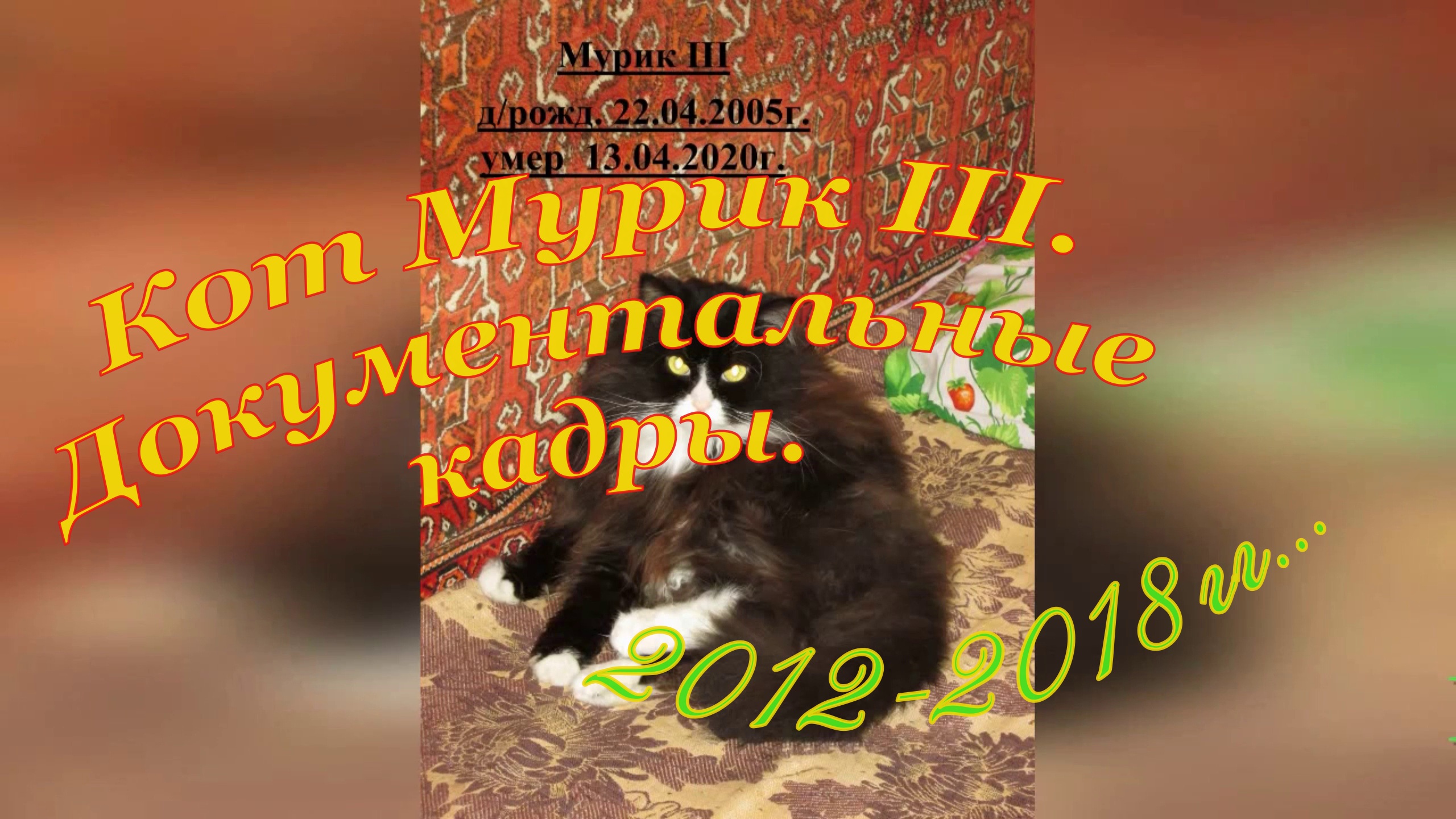 Кот Мурик III. Документальные кадры. 2012-2018гг. .mp4