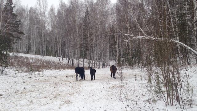 Лошадиная семья.