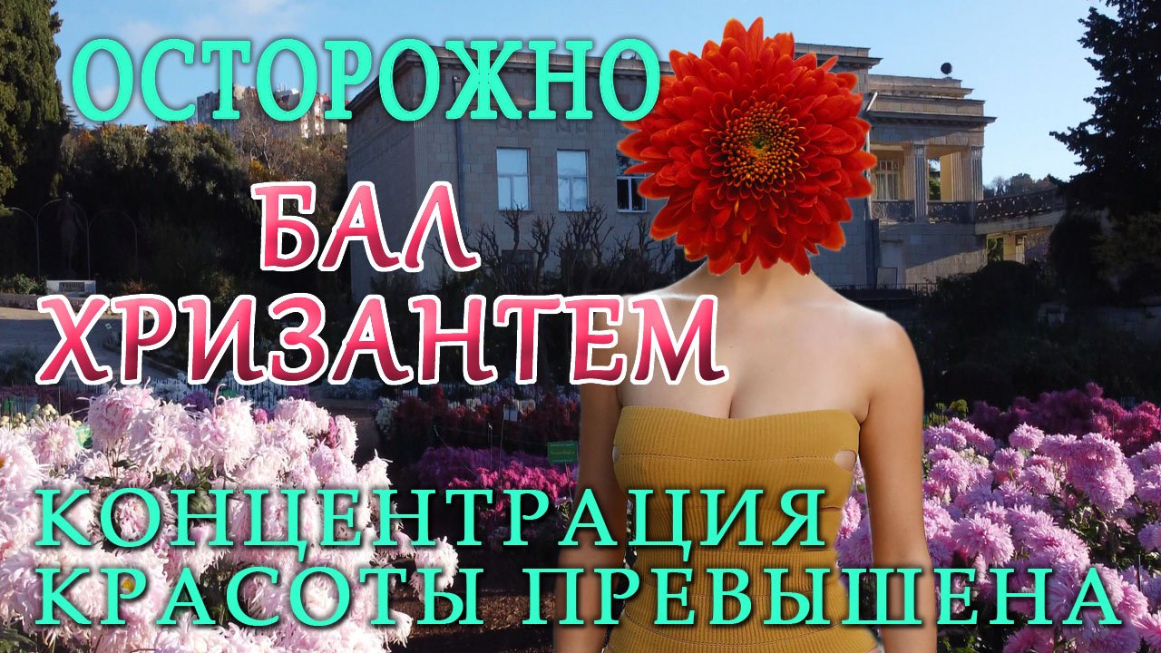 Бал Хризантем 2021 Никитском Ботаническом саду в самом разгаре