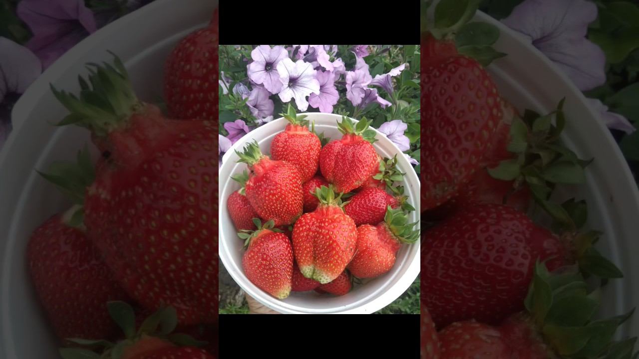 Клубника бомба! Такая разная. Вкус лета