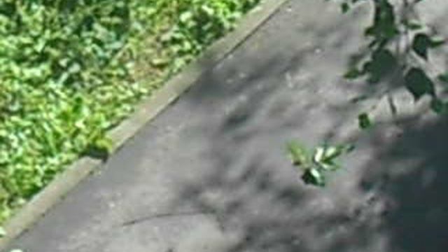 Стайка воробьев 6458654 DSCN4606