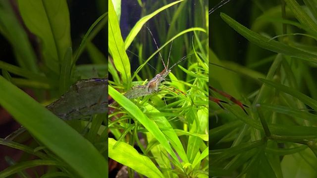 Смотреть видео креветок макробрахиум