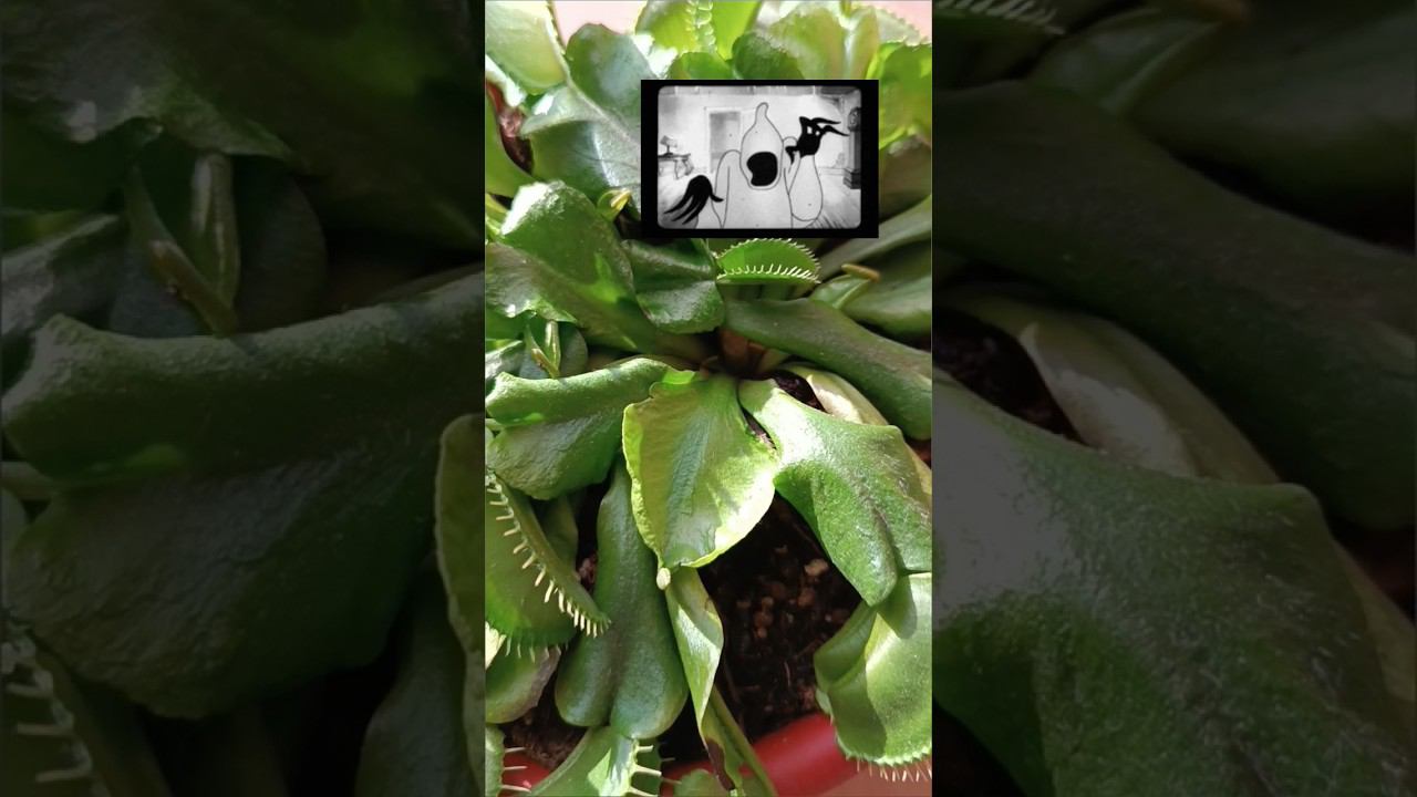 Это погубит мухоловку! 5 причин, уничтожающих дионею венерину мухоловку. #мухоловка