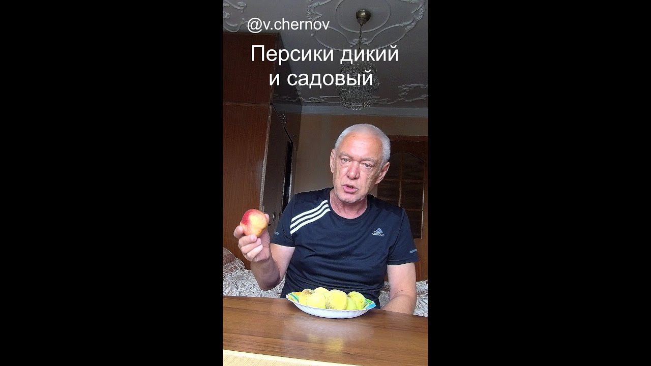 Сравнение вкуса дикого и садового персиков #персик #дикийперсик