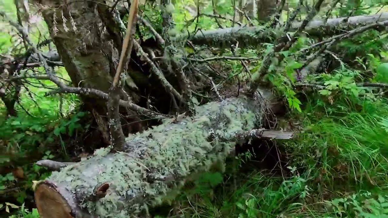 Красноярск 2018. День 2